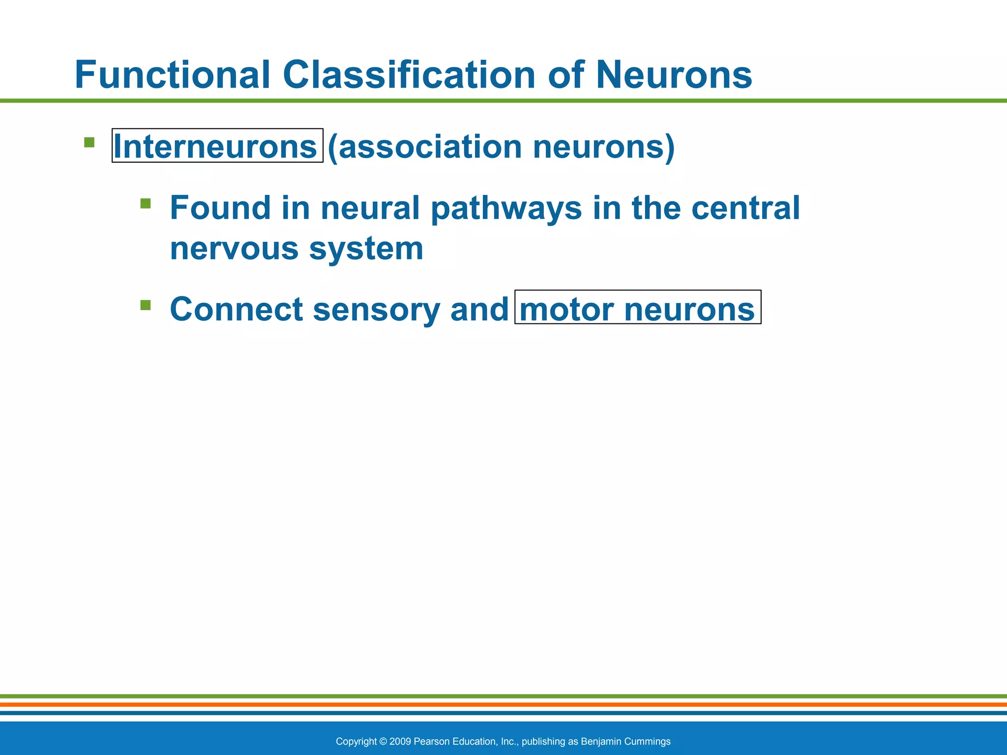 Nervous System Notes A | PPT