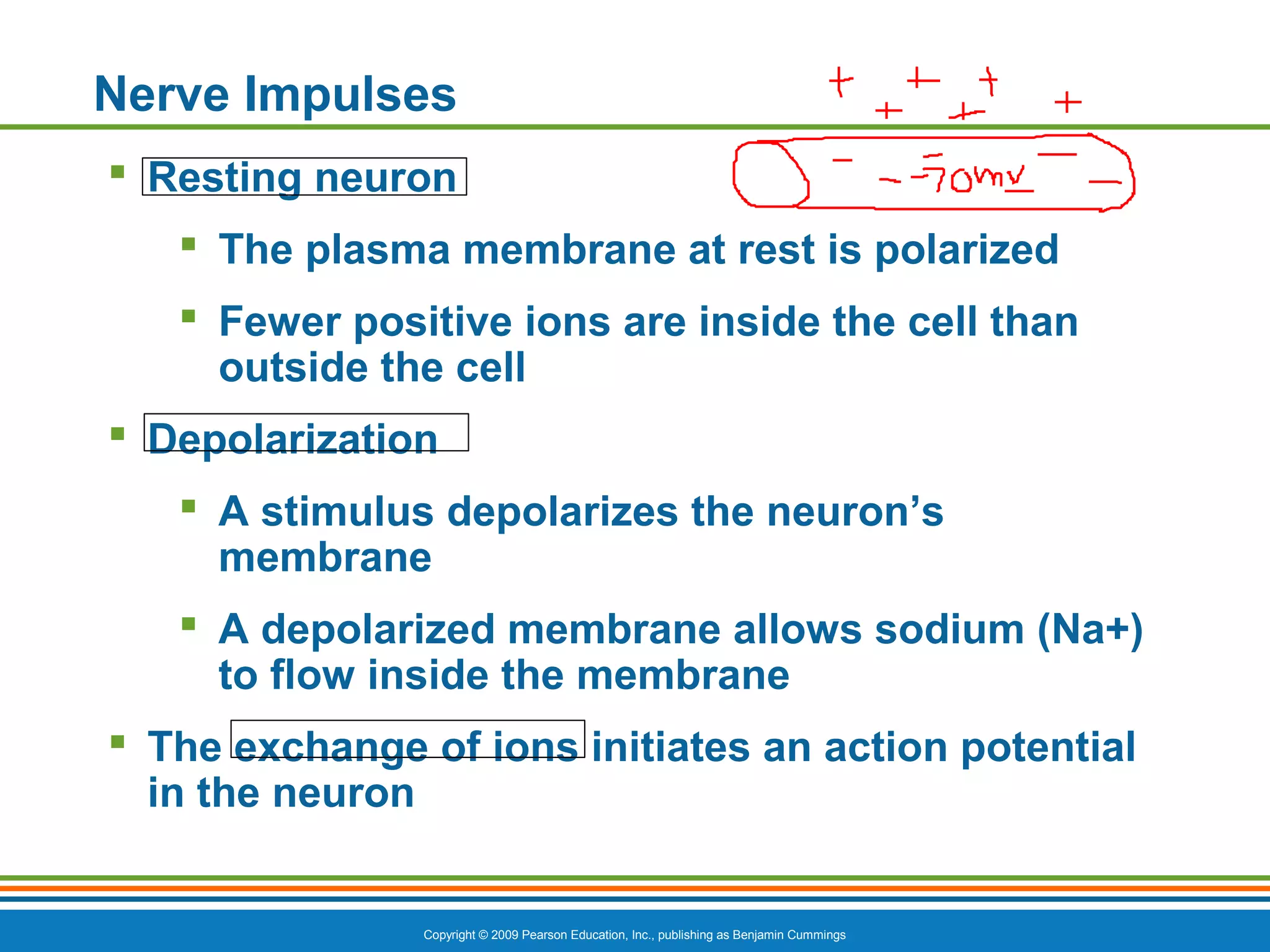 Nervous System Notes A | PPT