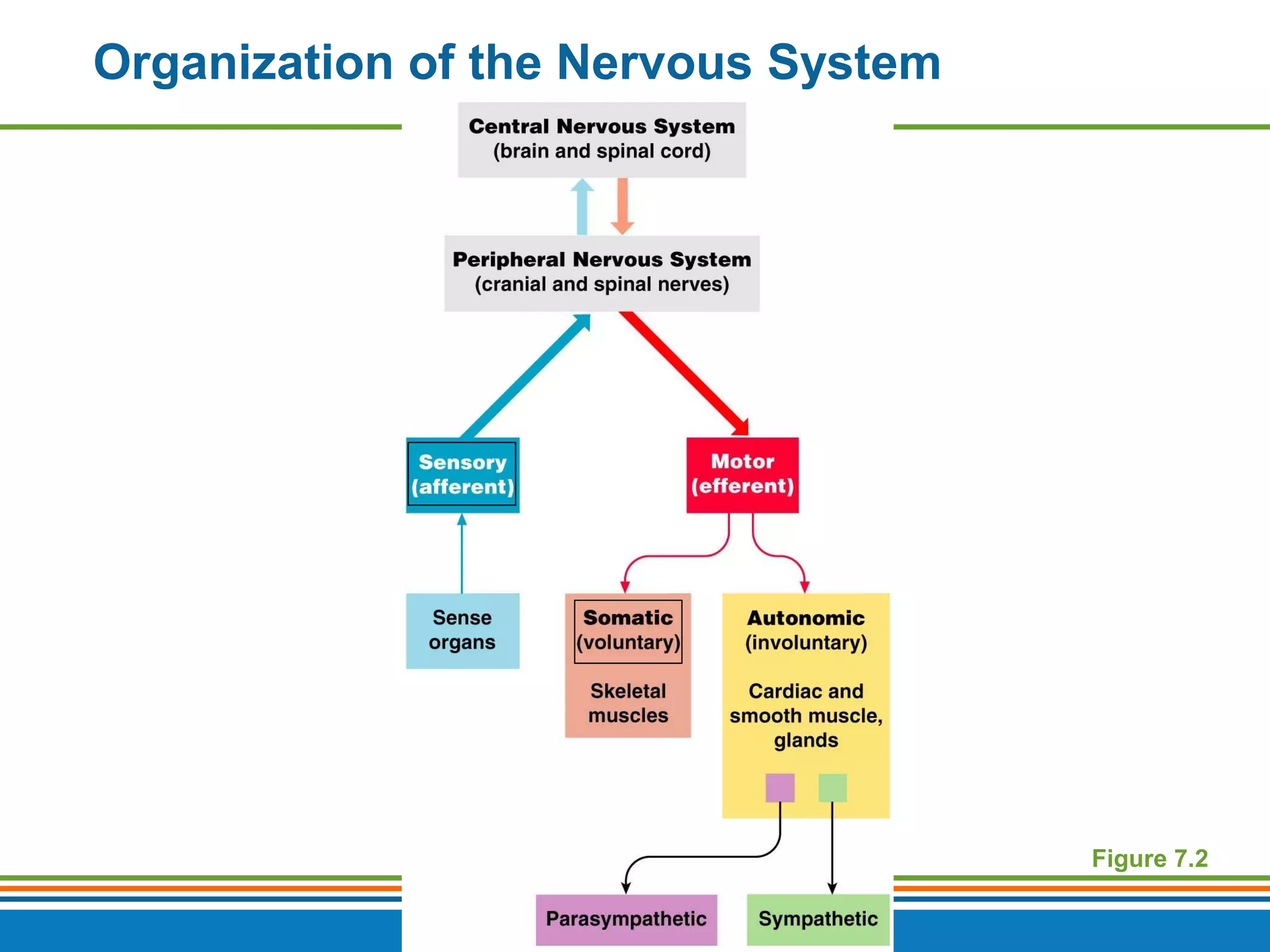 Nervous System Notes A | PPT