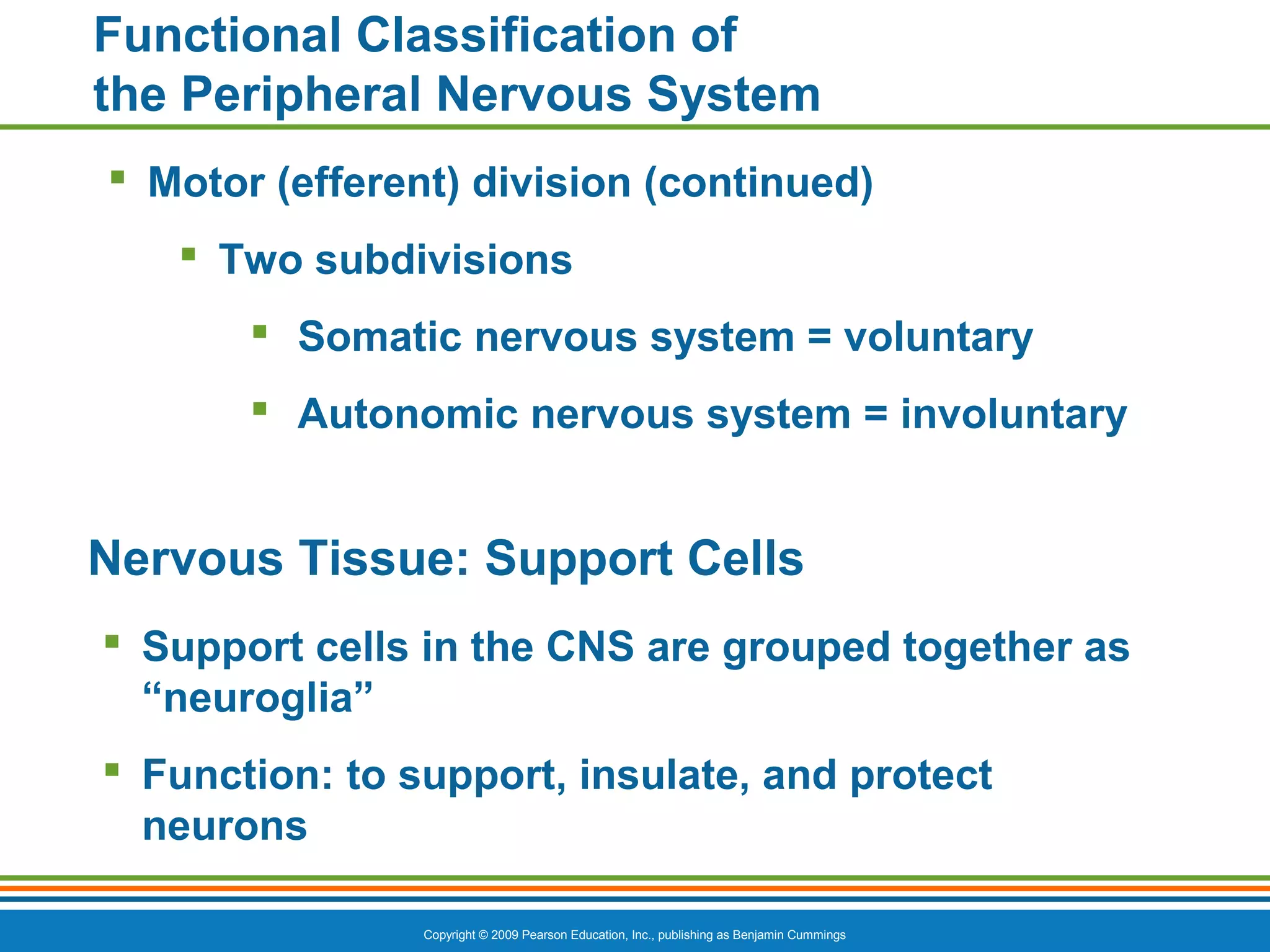 Nervous System Notes A | PPT