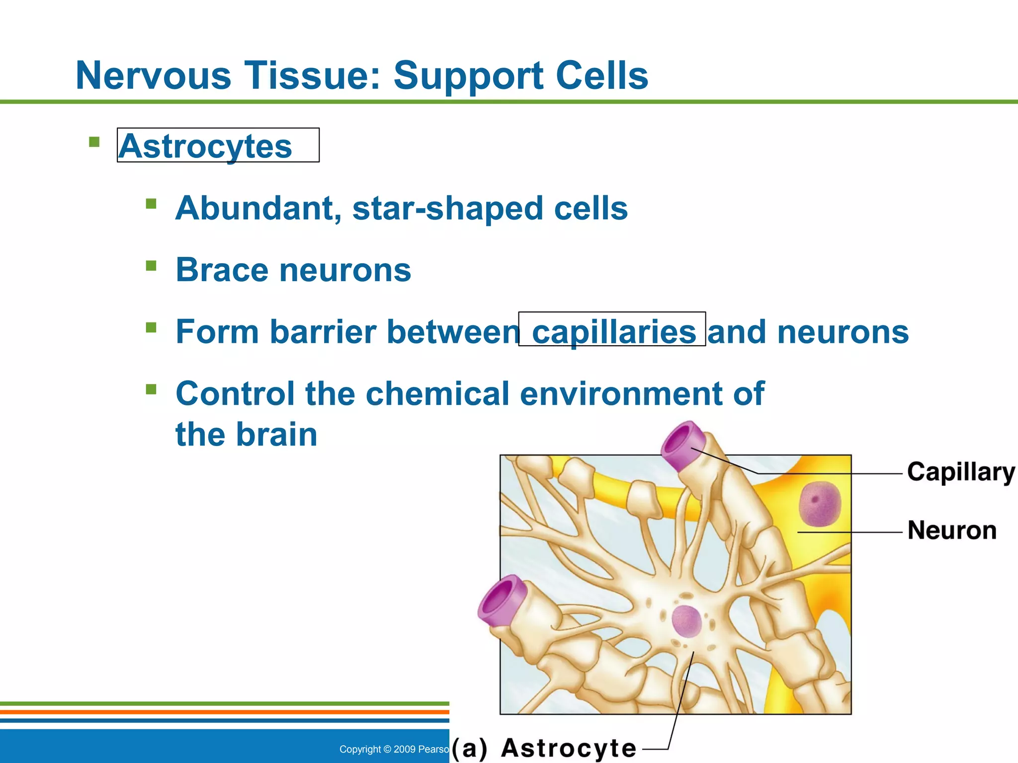 Nervous System Notes A | PPT
