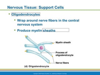 Nervous System Notes A | PPT