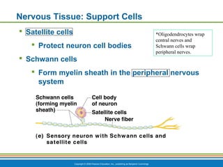 Nervous System Notes A | PPT