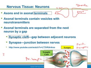 Nervous System Notes A | PPT