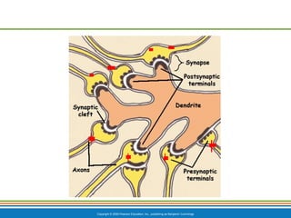 Nervous System Notes A | PPT
