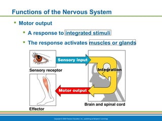 Nervous System Notes A | PPT