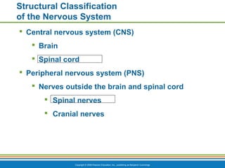 Nervous System Notes A | PPT