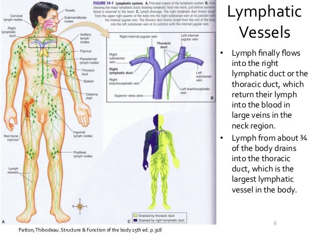 Lymphatic System Organs