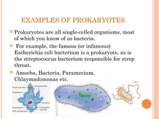 new DIFFERENCE BETWEEN PROKARYOTE AND EUKARYOTE | PPT