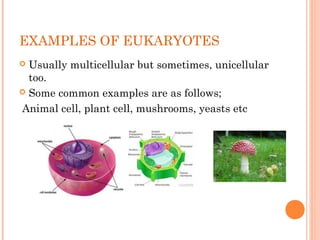 Examples Of Eukaryotic Cells