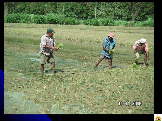 0715 Preliminary Evaluation of SRI in Fiji for Enhancing Rice ...