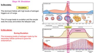 07_1_Menstrual cycle.pptx