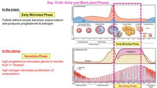 07_1_Menstrual cycle.pptx