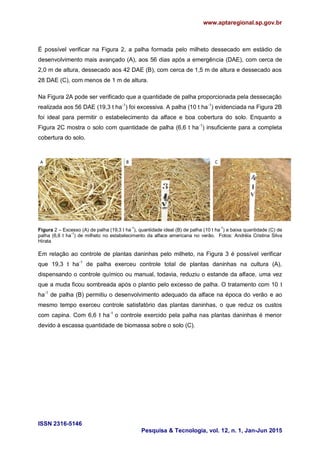 Manejo do milheto para plantio direto de alface americana no verão | PDF