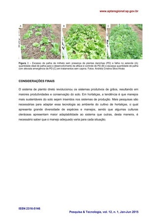 Manejo do milheto para plantio direto de alface americana no verão | PDF