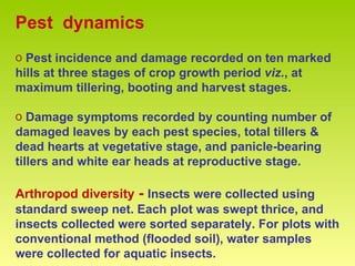 0728 Insect-Pest Dynamics and Arthropod Diversity in SRI and ...