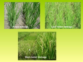 0728 Insect-Pest Dynamics and Arthropod Diversity in SRI and ...