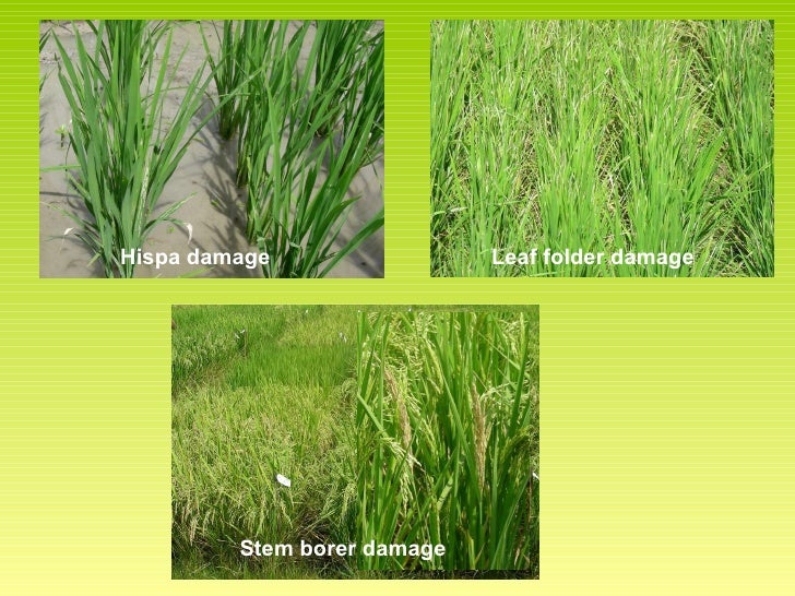 0728 Insect-Pest Dynamics and Arthropod Diversity in SRI and Conventi…