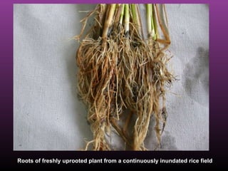 0730 Are Nematodes a Problem in SRI? | PPT