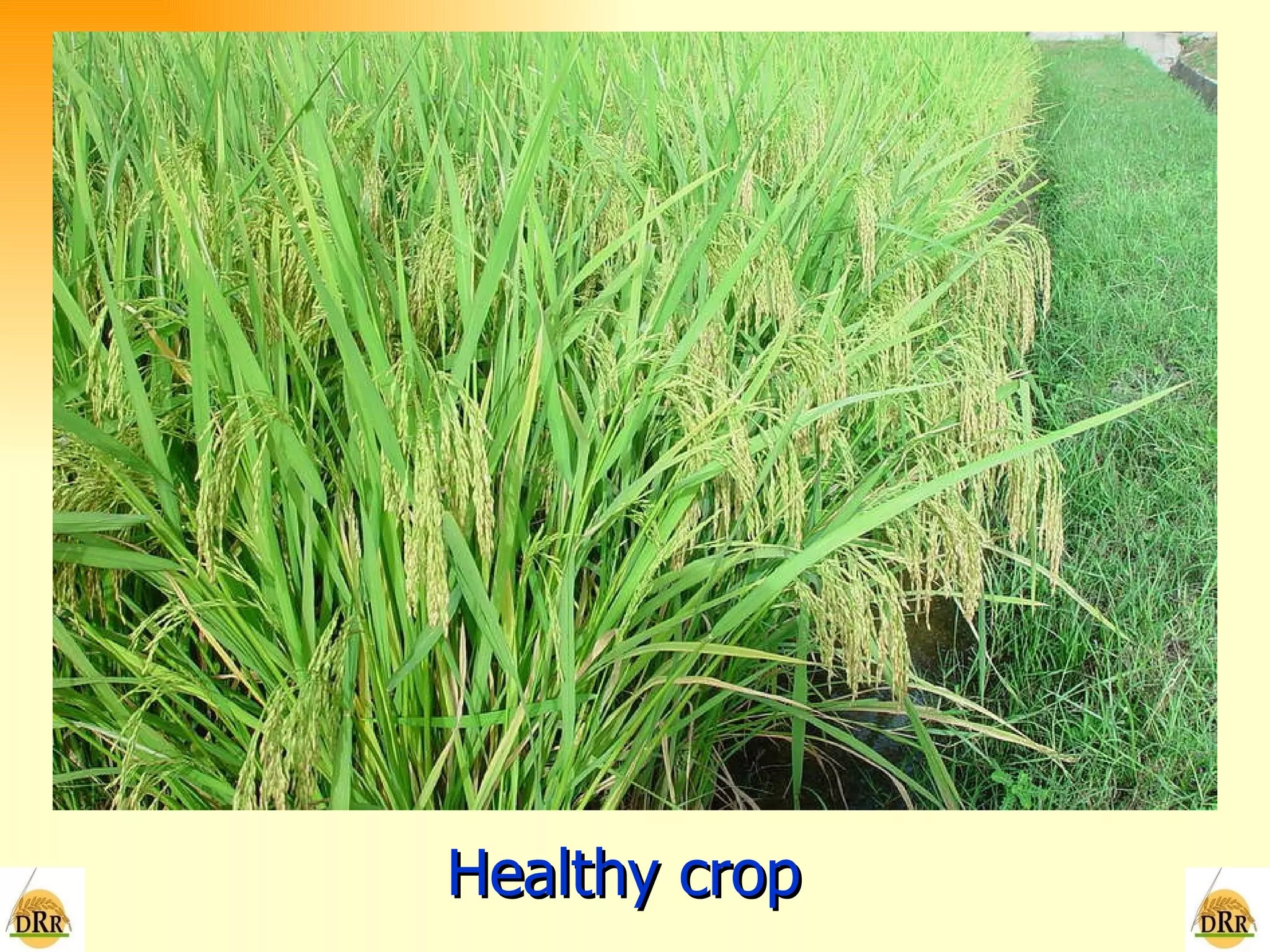 0733 System of Rice Intensification (SRI) and Integrated Crop ...