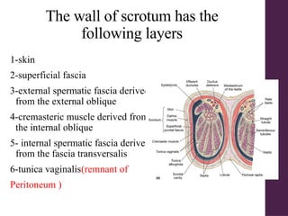 Scrotal Swellings - 076-Ak6-Scrotal Swellings.pptx