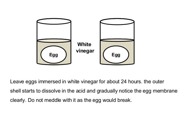 Osmosis Egg Diagram