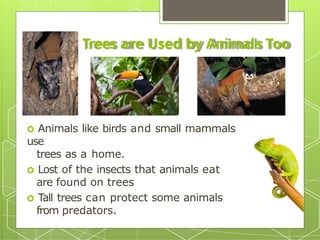 079-Lesson-Plan-Trees-Our-Past-and-Sustainable-Future-powerpoint.pptx