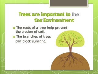 079-Lesson-Plan-Trees-Our-Past-and-Sustainable-Future-powerpoint.pptx