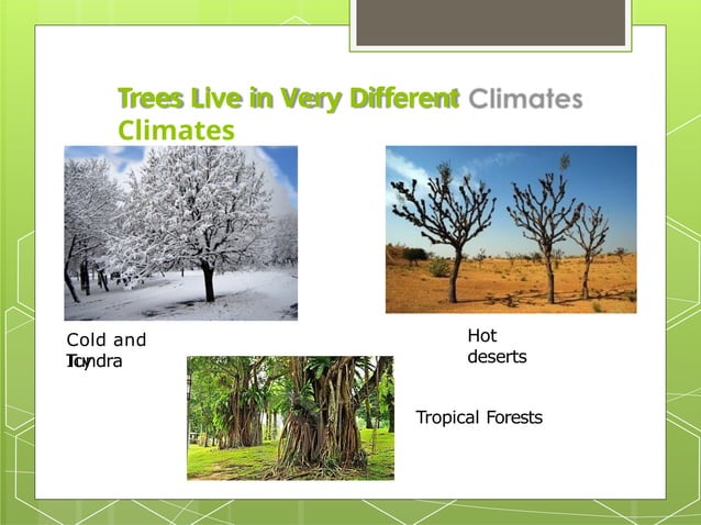079-Lesson-Plan-Trees-Our-Past-and-Sustainable-Future-powerpoint.pptx