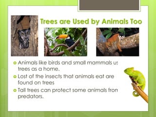 079-Lesson-Plan-Trees-Our-Past-and-Sustainable-Future-powerpoint (1).pdf