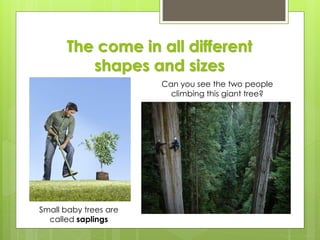 079-Lesson-Plan-Trees-Our-Past-and-Sustainable-Future-powerpoint (1).pdf