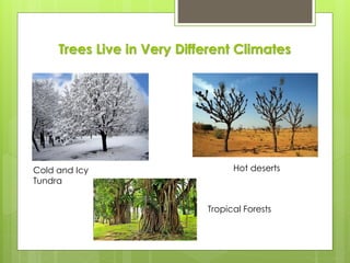 079-Lesson-Plan-Trees-Our-Past-and-Sustainable-Future-powerpoint (1).pdf