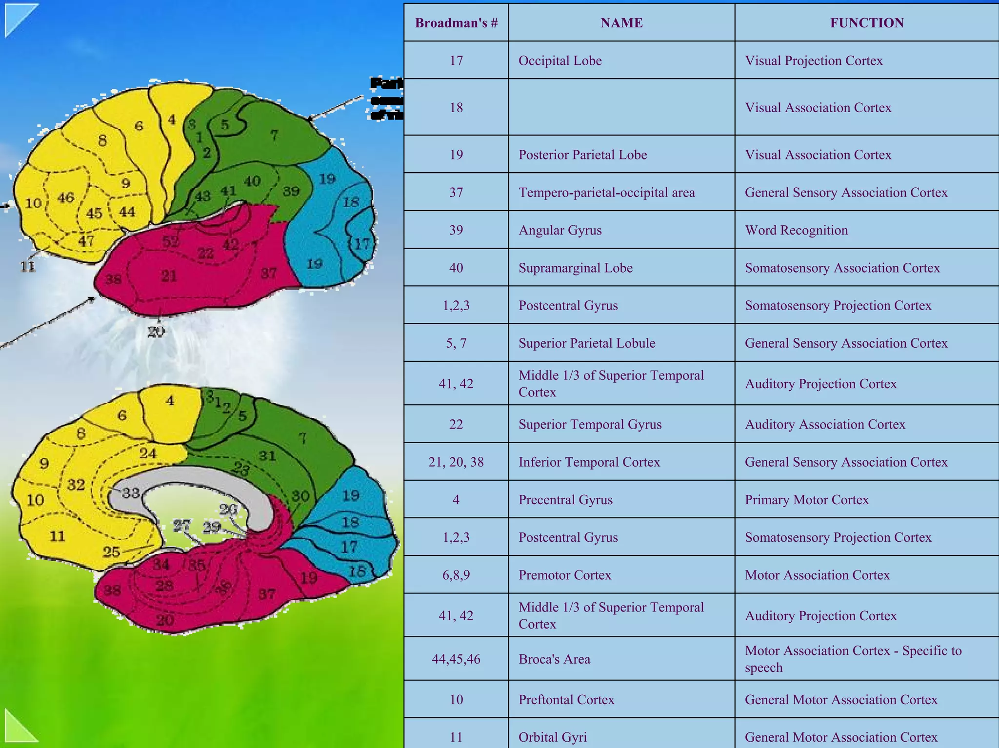 07a association cortex frontal lobe | PDF