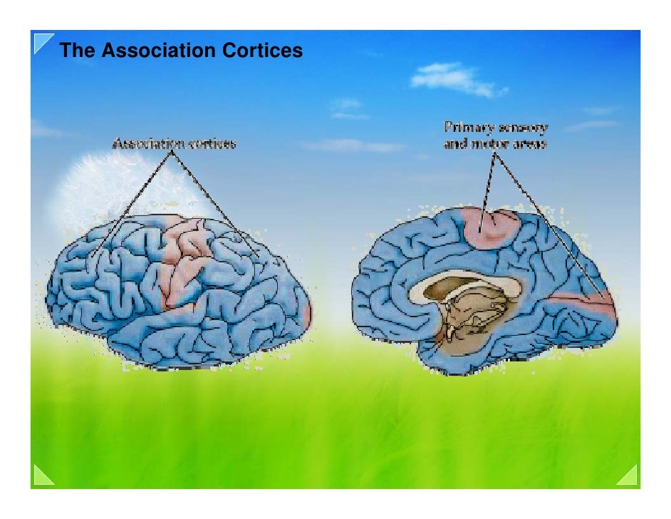 07a association cortex frontal lobe
