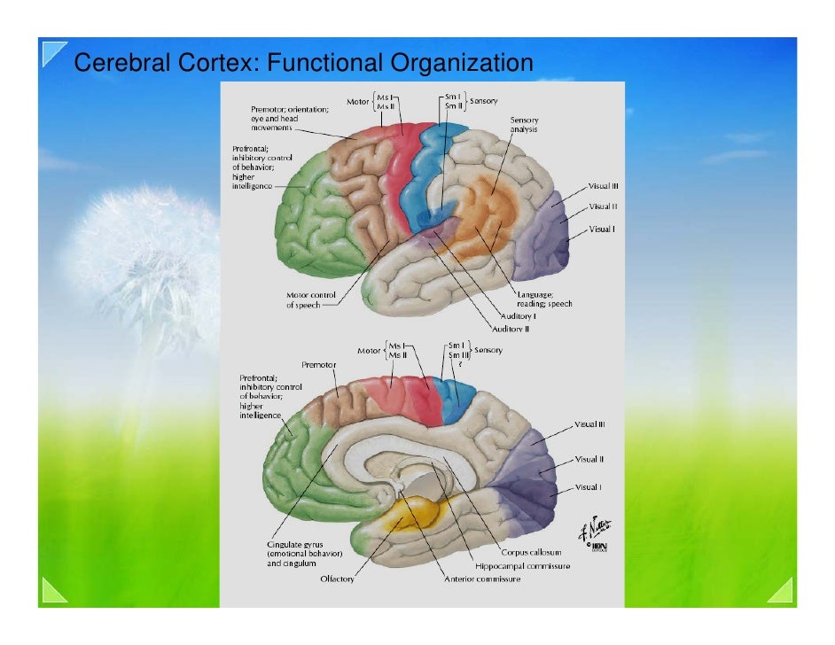 07a association cortex frontal lobe