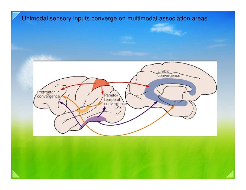 07a association cortex frontal lobe