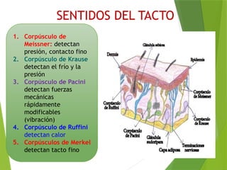 07ANATOMIA DE LOS SENTIDOS anatomia.pptx