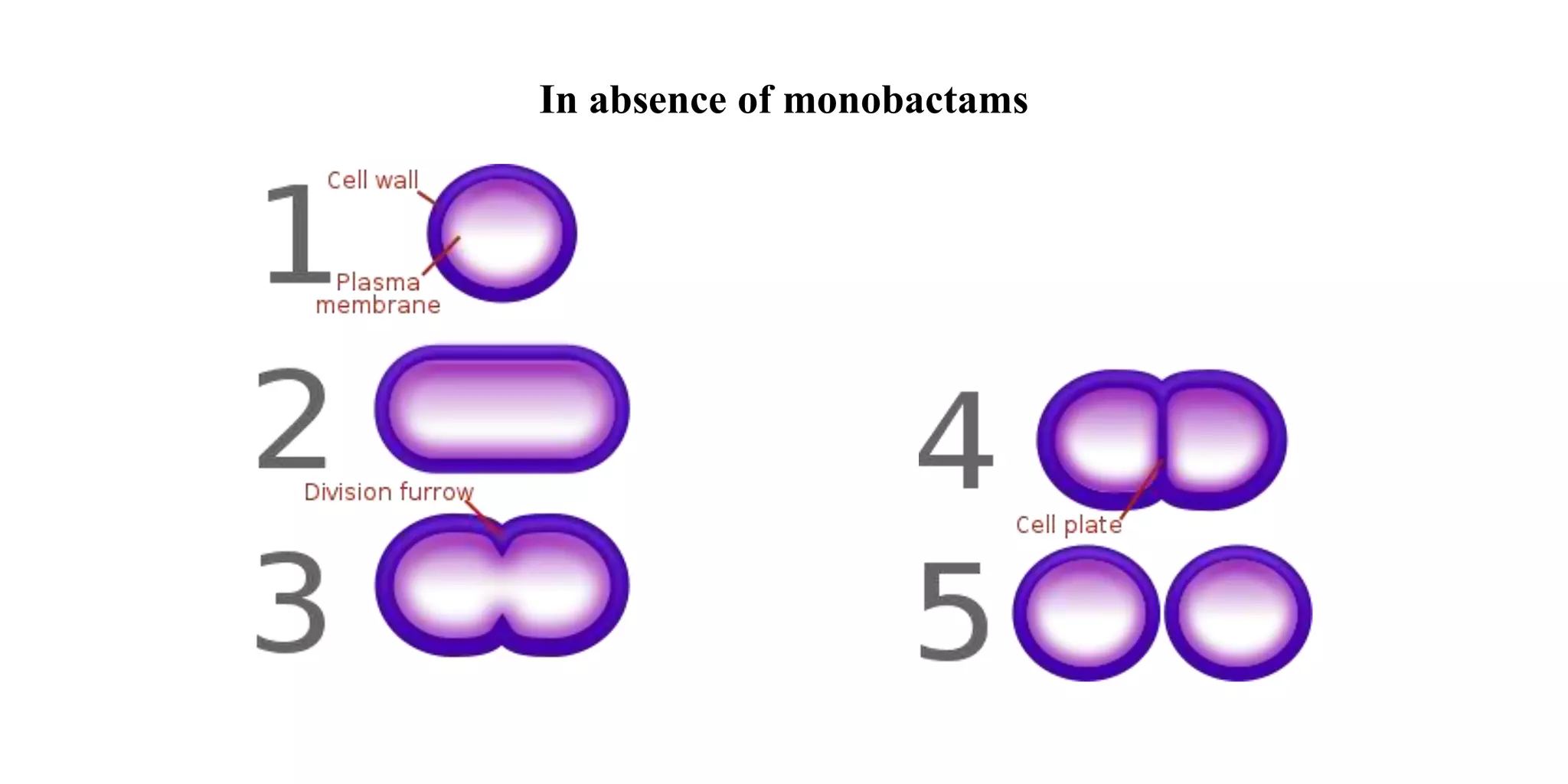 Monobactams | PDF