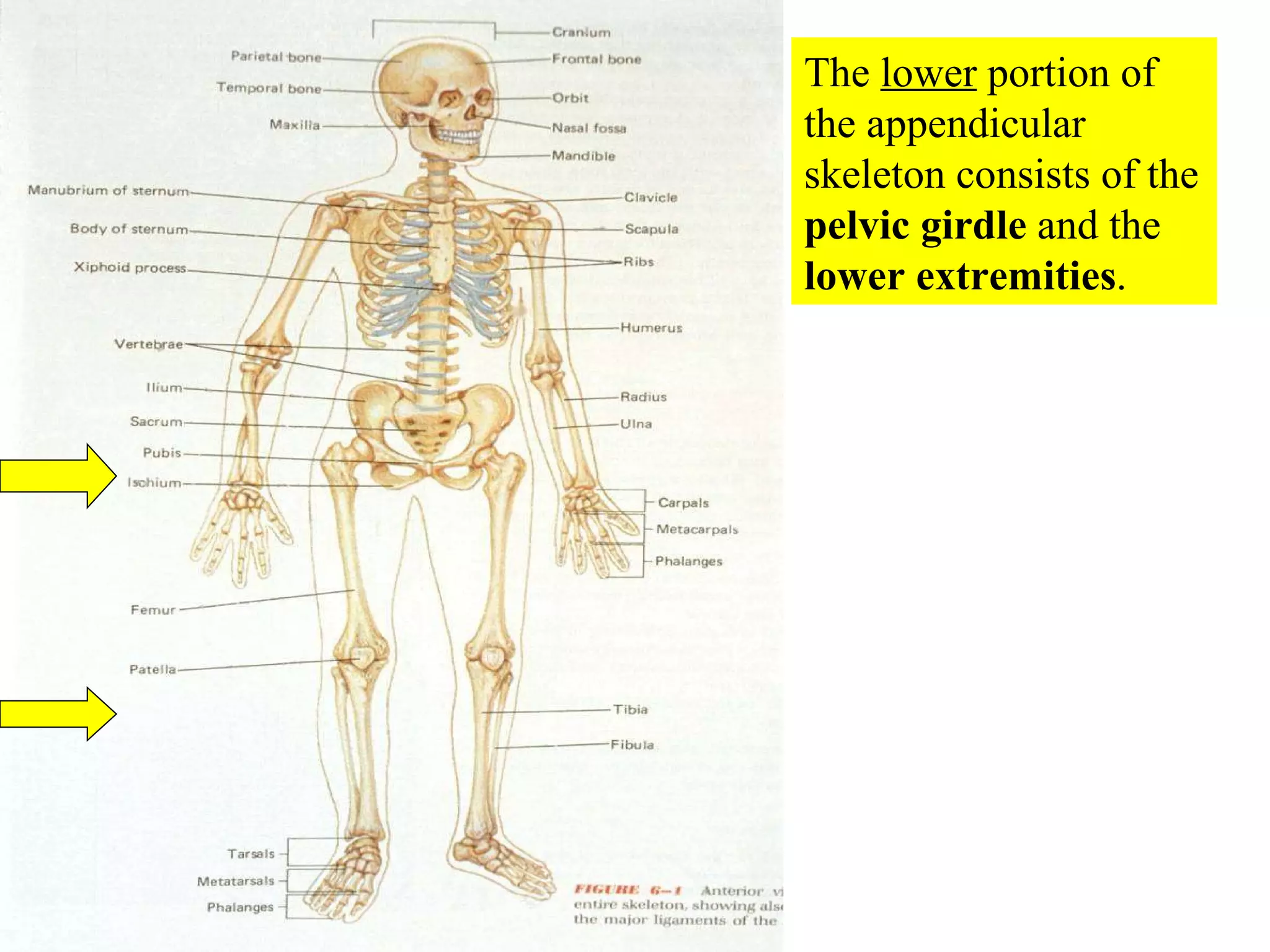 07 Appendicular Skeleton Pelvic Girdle And Lower Limbs | PPT