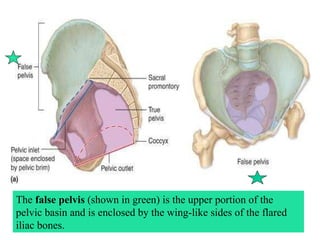 07 Appendicular Skeleton Pelvic Girdle And Lower Limbs | PPT
