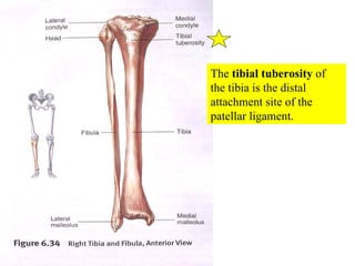 07 Appendicular Skeleton Pelvic Girdle And Lower Limbs | PPT