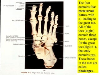 07 Appendicular Skeleton Pelvic Girdle And Lower Limbs | PPT