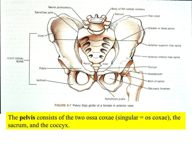 11.6: Appendicular Muscles Of The Pelvic Girdle And Lower Limbs – IAPFDB