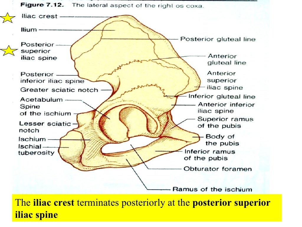 07 Appendicular Skeleton Pelvic Girdle And Lower Limbs