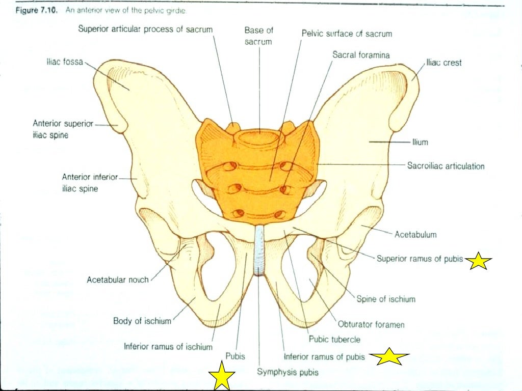 14.7: Appendicular Muscles Of The Pelvic Girdle And Lower Limbs – SGEIZ