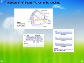 07 auditory taste and smell singnal processing | PPT