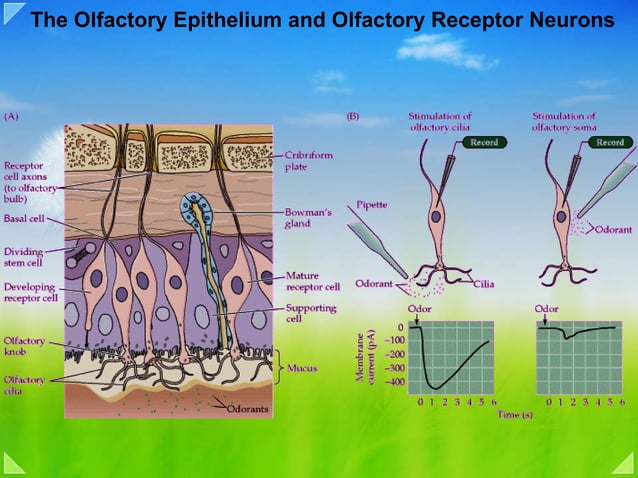07 auditory taste and smell singnal processing | PPT