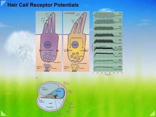 07 auditory taste and smell singnal processing | PPT