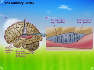 07 auditory taste and smell singnal processing | PPT
