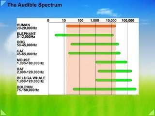 07 auditory taste and smell singnal processing | PPT